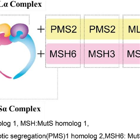 Objective Response Rate With Pd 1 Pd L1 Inhibitors By Cancer Type And