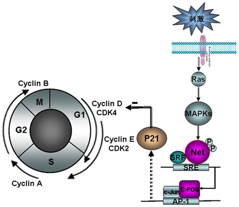 The Possible Regulatory Model Of Effect Of Net On Pancreatic Ductal