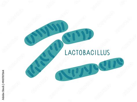 Probiotics Lactic Acid Bacterium Lactobacillus Vector Illustration Isolated On White