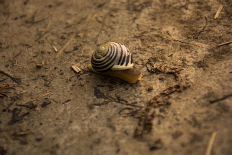 Free Images Soil Fauna Invertebrate Close Up Molluscs Macro Photography Sea Snail