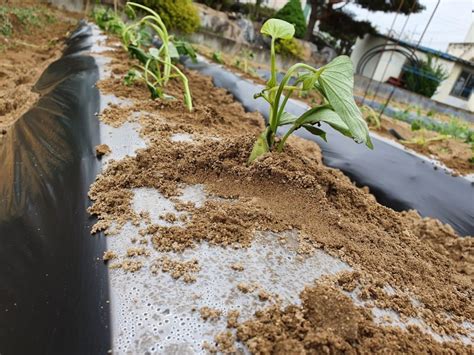 고구마 파종시기 고구마순 모종 심는시기 심는법 재배 키우기 네이버 블로그
