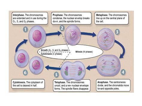 Meiosis In Plant Cell System And Divisionppt