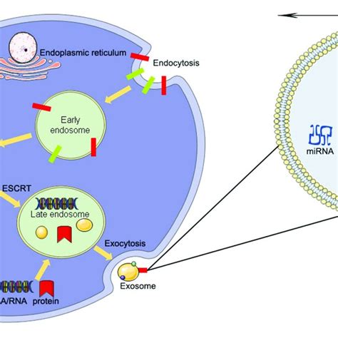 The Producing Process And Structural Composition Of Exosomes Escrt