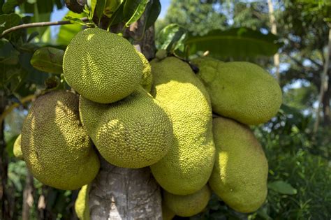 Fruta De La Yaca Jackfruit Qué Es Cuáles Son Sus Propiedades Y Cómo
