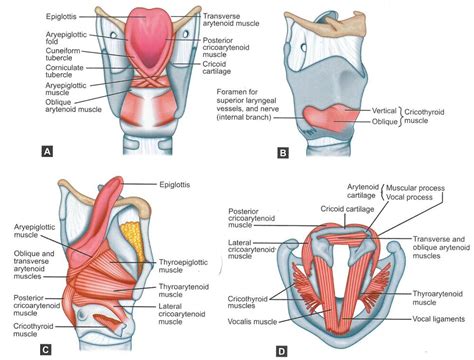 Arytenoid Cartilage Muscular Process