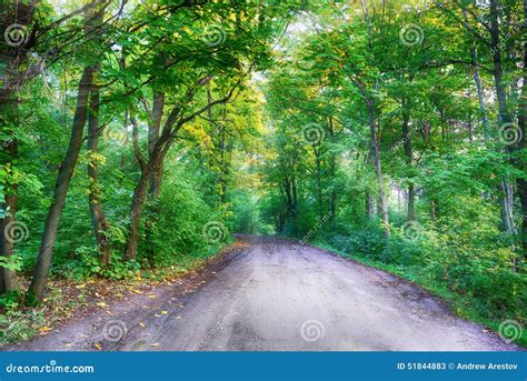 Road In Deep Forest Stock Image Image Of Lush Reserve 51844883