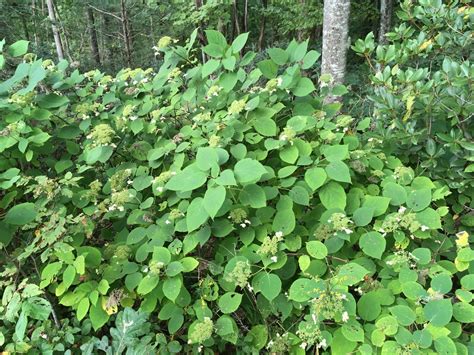 Hydrangea Radiata Silverleaf Silverleaf Hydrangea Snowy Hydrangea