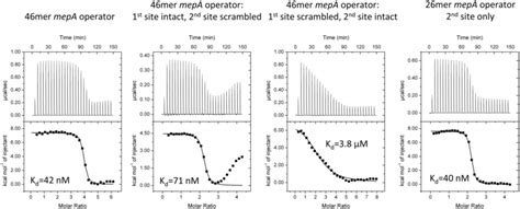 Mepr Binding To The Mepa Operator In All Experiments Mepr Was