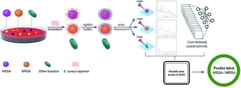 Schematic Of The Rapid Label Free Sers Detection Of Mssa And Mrsa Based Download Scientific