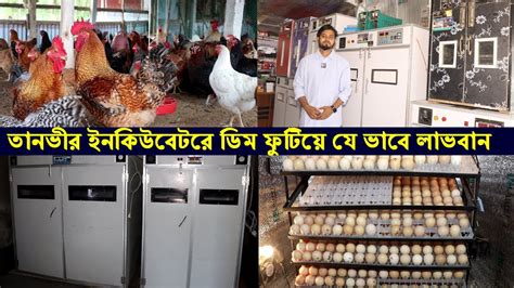 চট্টগ্রাম টাইগার মুরগির খামারে তানভীর ইনকিউবেটরে ডিম ফুটিয়ে যে ভাবে লাভবান হচ্ছেন খামারি।morgi