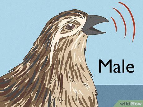 Ways To Determine Sex Of A Quail WikiHow