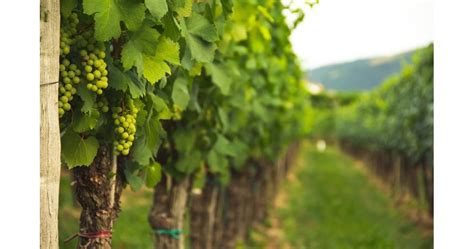 Кога е задължително да поливате лозите Български Фермер