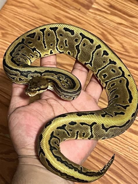 Leopard Pinstripe Het Pied 66 Dg Ball Python By Pure Genetic Jas