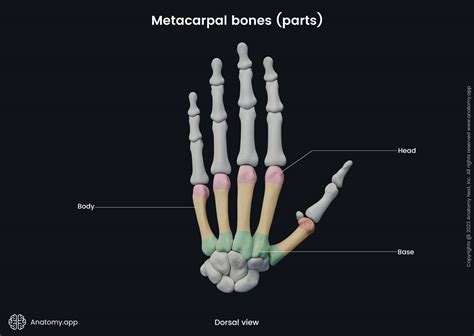 Metacarpal Bones Anatomy App