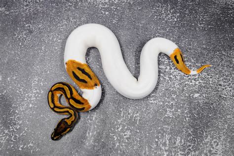 Od Pied 100 Het Candy Hi Reality Ball Python
