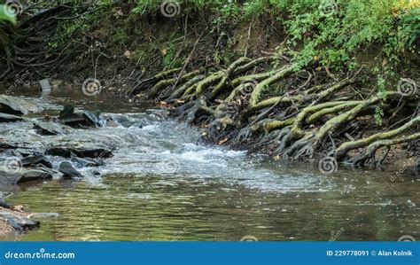 Soil Erosion At The Creek Stock Image Image Of Branch