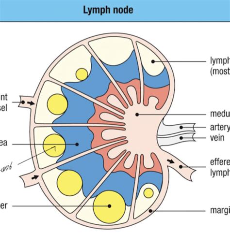 Immuno Chapter 1 124 Continued Flashcards Quizlet