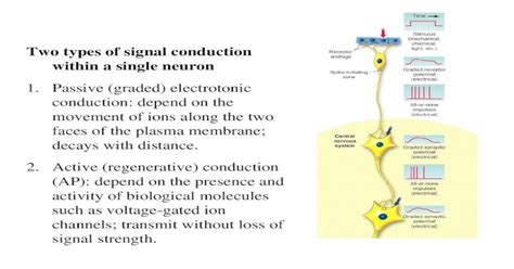Ppt Two Types Of Signal Conduction Within A Single Neuron Dokumentips Ppt Two Types Of Signal Conduction Within A Single Neuron Dokumentips