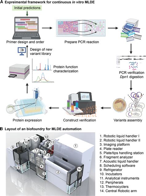 In Vitro Continuous Protein Evolution Empowered By Machine Learning And Automation Cell Systems