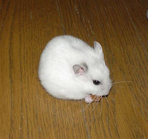 Hamster Facts Breeds Britannica