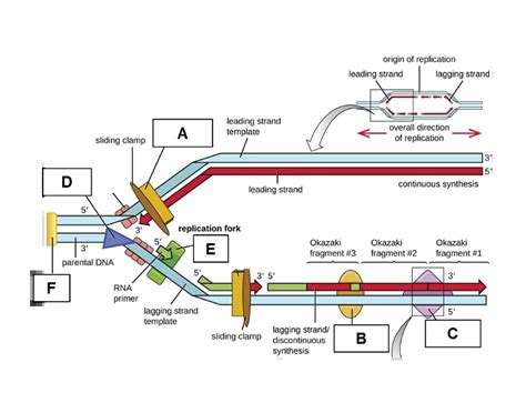 Dna Replication Diagram — Printable Worksheet