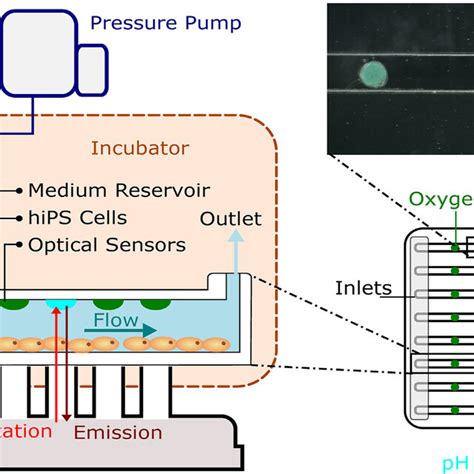 Schematic Design Of The Experimental Setup The Microfluidic Chip