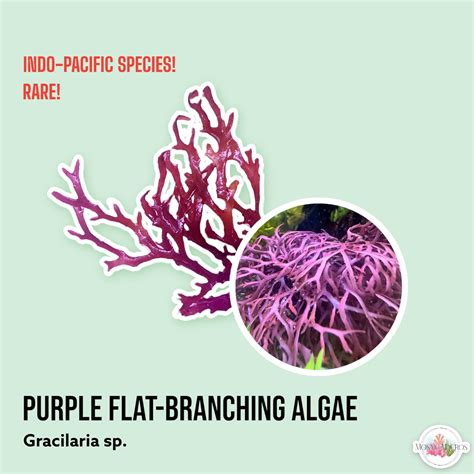 Purple Flat Branching Macroalgae Gracilaria Sp Mosaicmacros