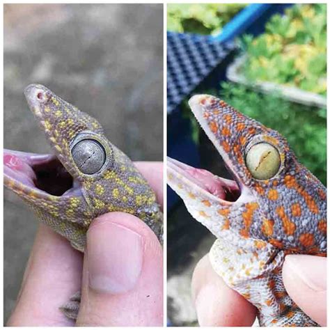 Keeping And Breeding The Tokay Gecko Reptiles Magazine