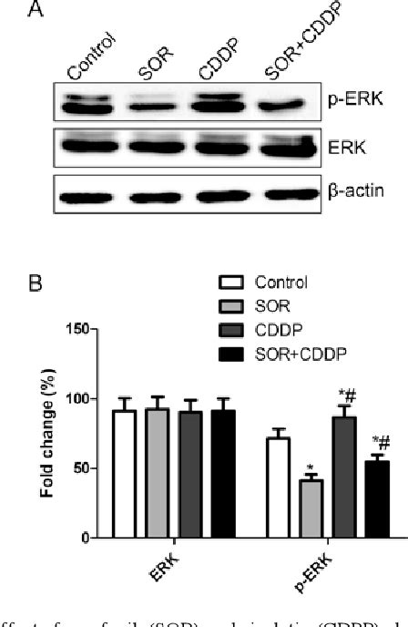 Figure 4 From Synergistic Growth Inhibition By Sorafenib And Cisplatin In Human Osteosarcoma