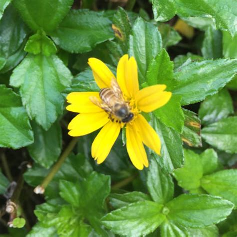 Dong Qiang Cheng Yale Nus College Singapore Division Of Science Research Profile