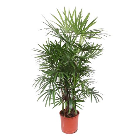Rhapis Excelsa Lady Palm ↑ 190 Cm Sell House Plants Beautiful