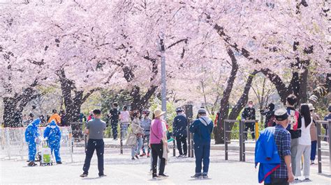여의도 벚꽃길 4년 만에 완전히 열린다 Sbs 뉴스 인쇄하기