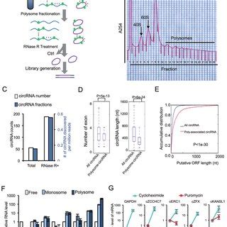 Systematic Discovery Of Circular MRNA In Human Cells A Schematic Download Scientific Diagram