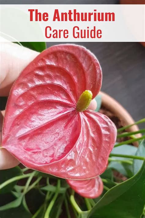 Anthurium Plant