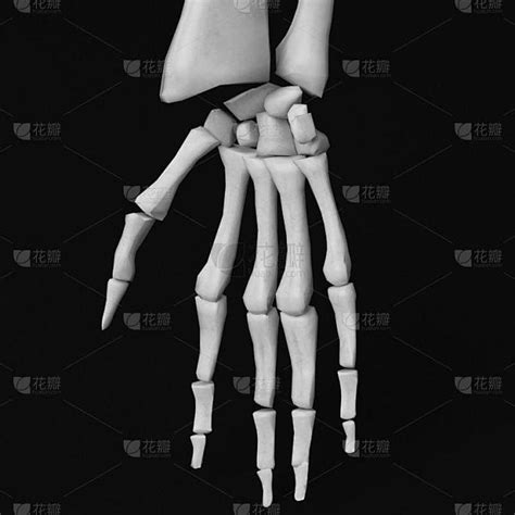 人类的手和手臂骨骼