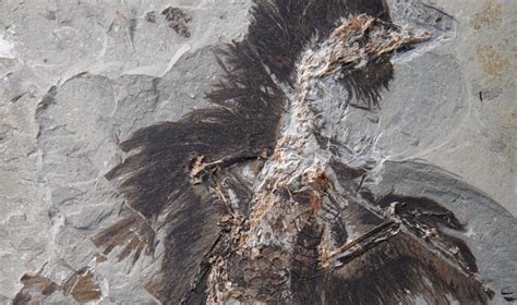 What Fossilized Feathers Can Tell Us About Dino Colors Asian