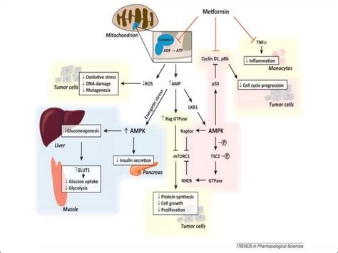 Role Of Metformin In Dm2 And Glibenclamide Combination Pptx