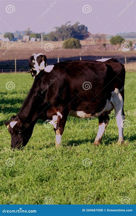 Dairy Holando Argentina Cows Graze In A Farm Field Industry Of Milk In Pampa Argentina Royalty