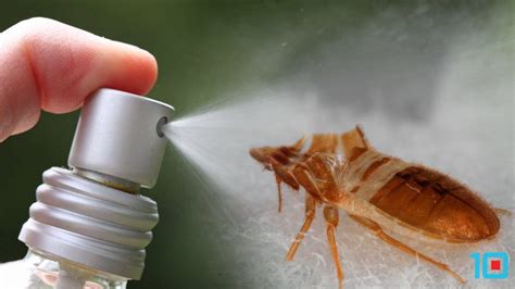 Best Bed Bug Aerosol Spray At Alannah Macquarie Blog