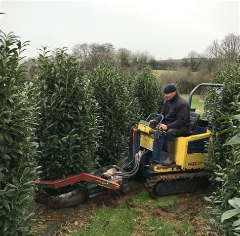 Chew Valley Trees Production