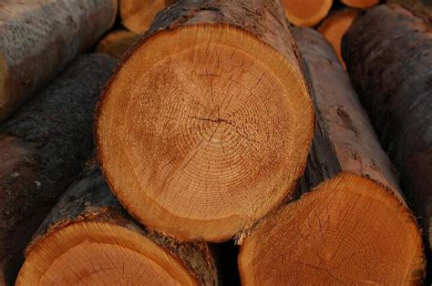 목재의 분류 청강메이커스랩