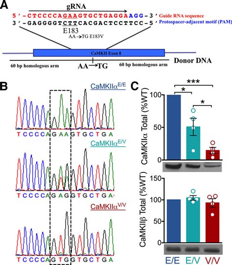 production of knock in mutant mice with a camkii e183v mutation a