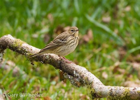 Tree Pipit Mid Wales Tree Pipit At RSPB Dinas Woods Gary Wheeler Flickr