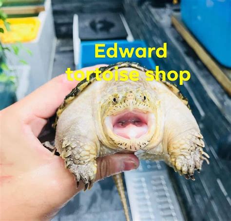Leucistic Florida Snapping Turtle Albino Male Jjw Farm Sanctuary
