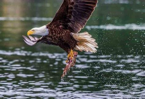 Are Eagles Raptors Everything You Need To Know