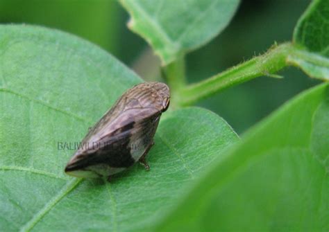 True Spittlebugs Clovia Conifera Bali Wildlife