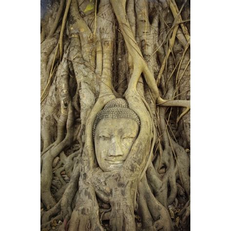 Thailand Ayuthaya Close Up Of Stone Buddha Head With Tree Roots Growing
