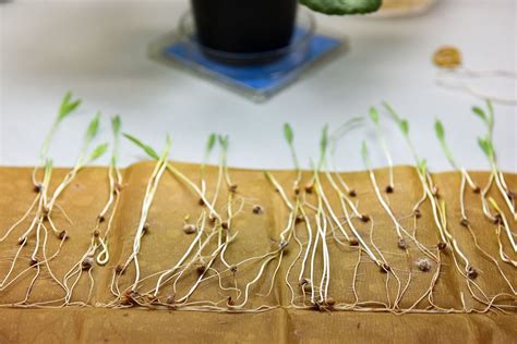 Testing Seed Viability Classroom Clip Art