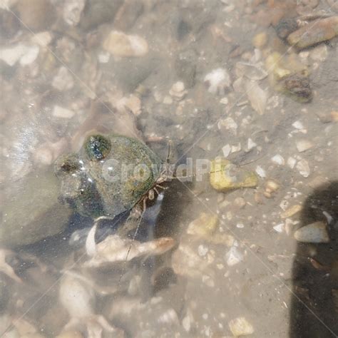 소라게 소라 게 갯벌 바다 사진 이미지 일러스트 캘리그라피 Suflower작가