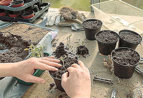 Гъст разсад се отглежда в сандъчета или в специална леха Български Фермер